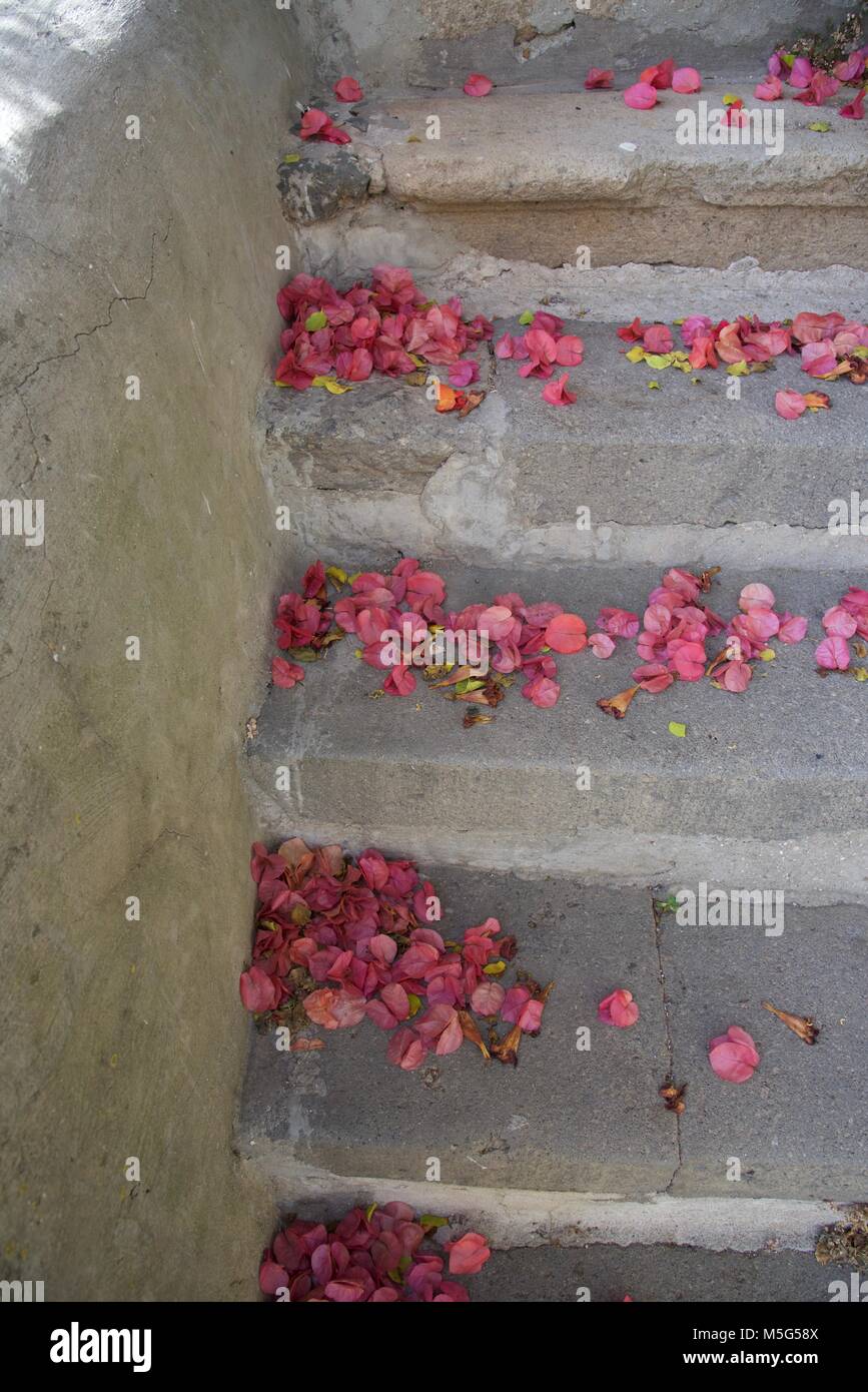 Rose petals steps hi-res stock photography and images - Alamy