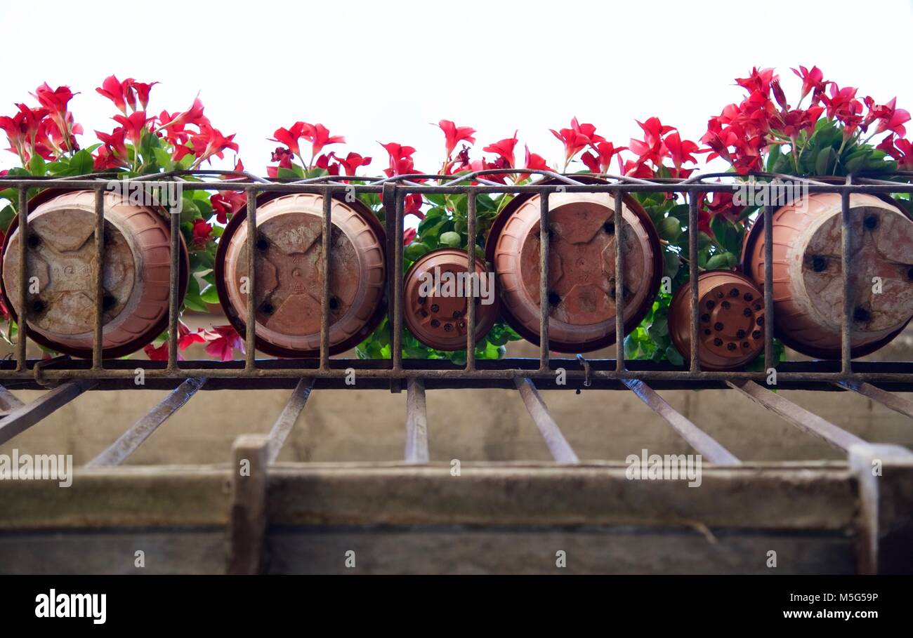 Vintage flower pots hi-res stock photography and images - Alamy