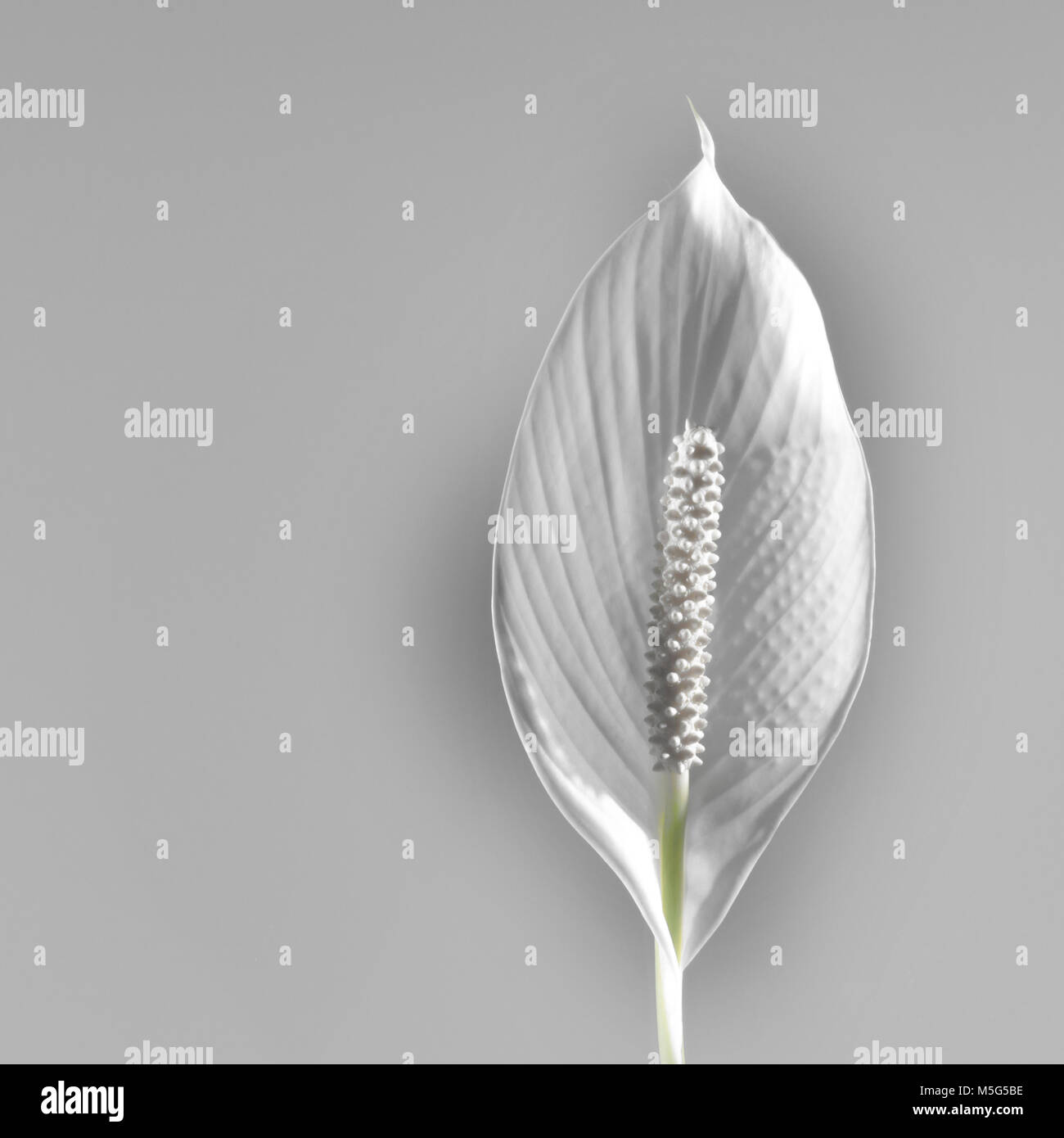Artistic flower, anthurium Stock Photo - Alamy