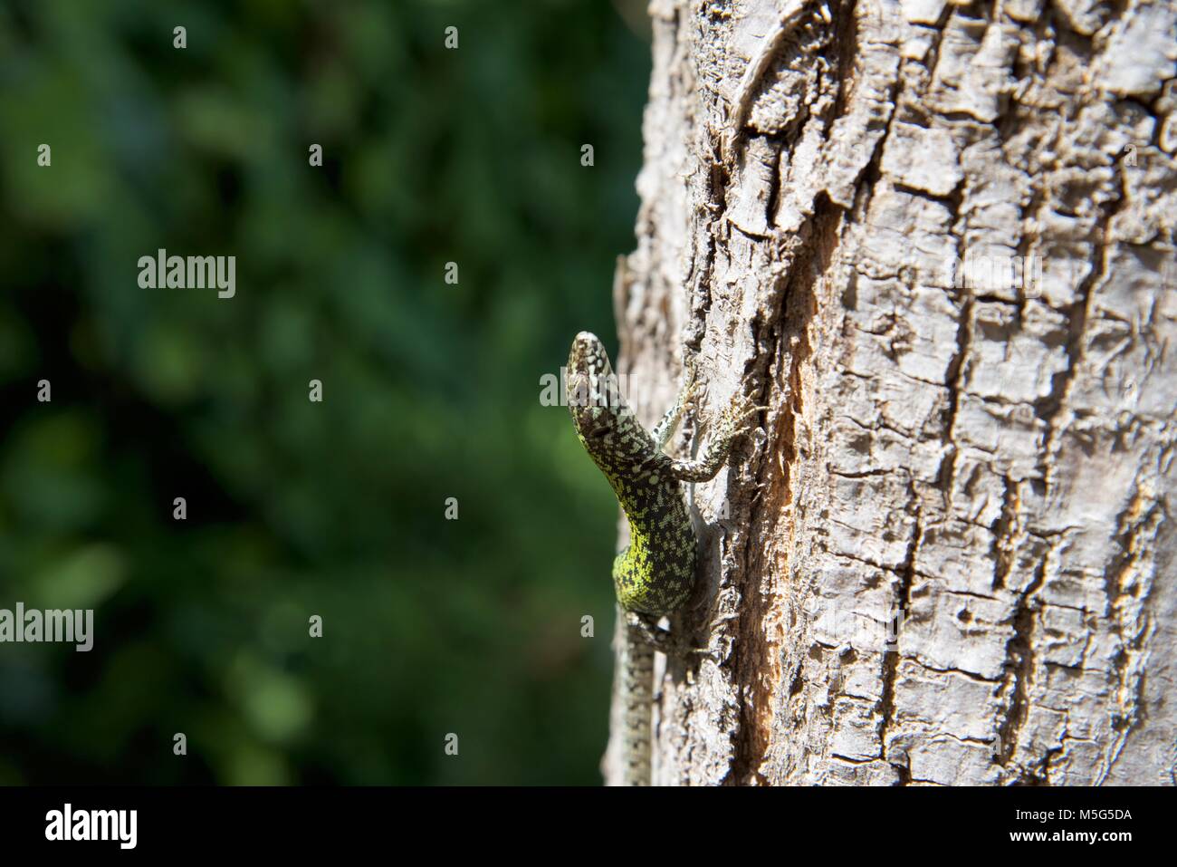 Lizard on tree Stock Photo - Alamy
