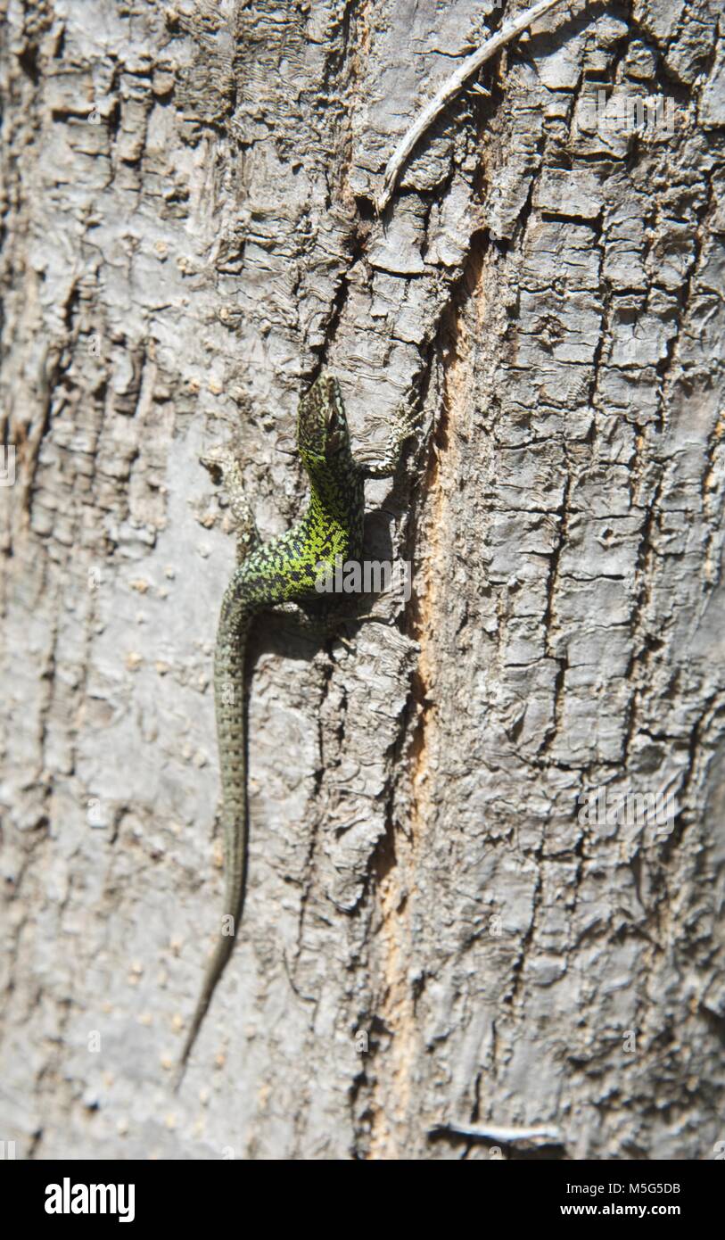 Lizard on tree Stock Photo - Alamy