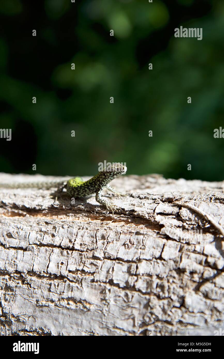 Lizard on tree Stock Photo - Alamy