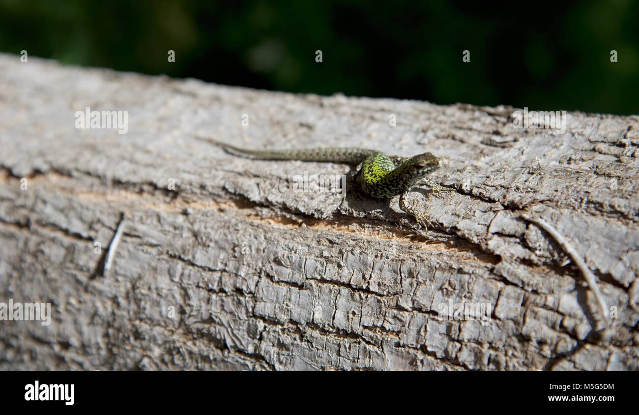 Lizard on tree Stock Photo - Alamy