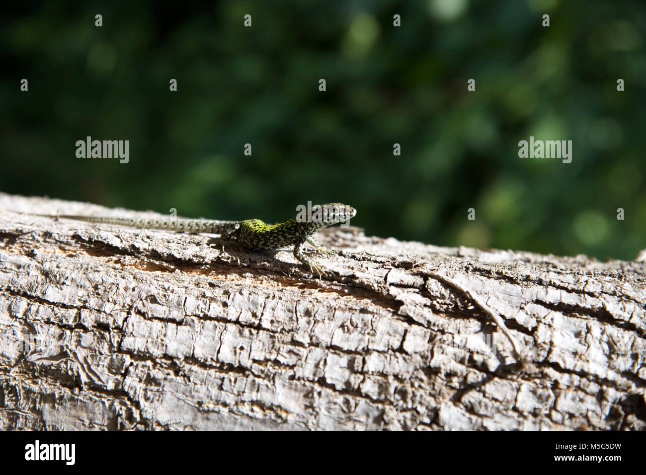 Lizard on tree Stock Photo - Alamy