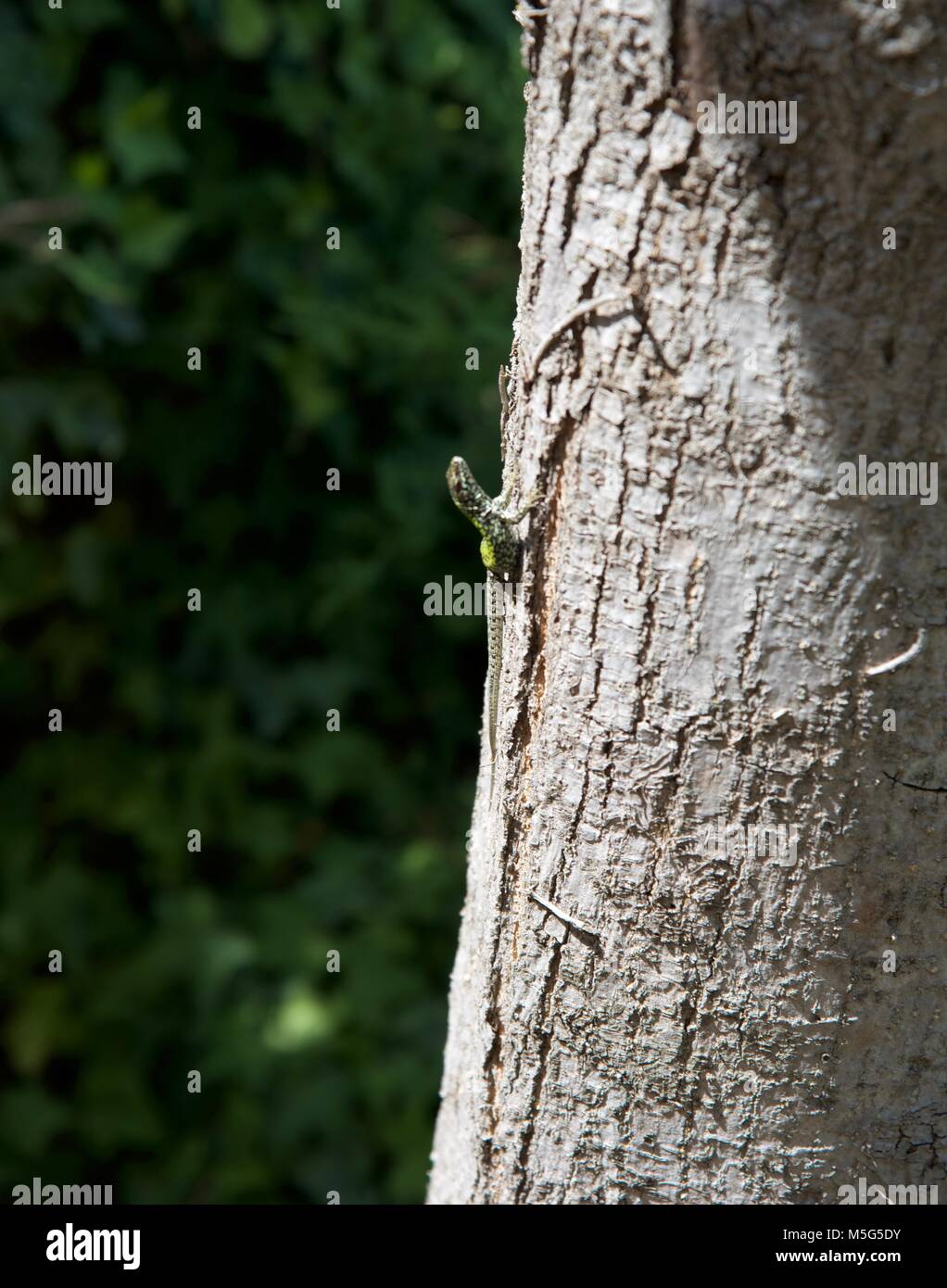 Lizard on tree Stock Photo - Alamy