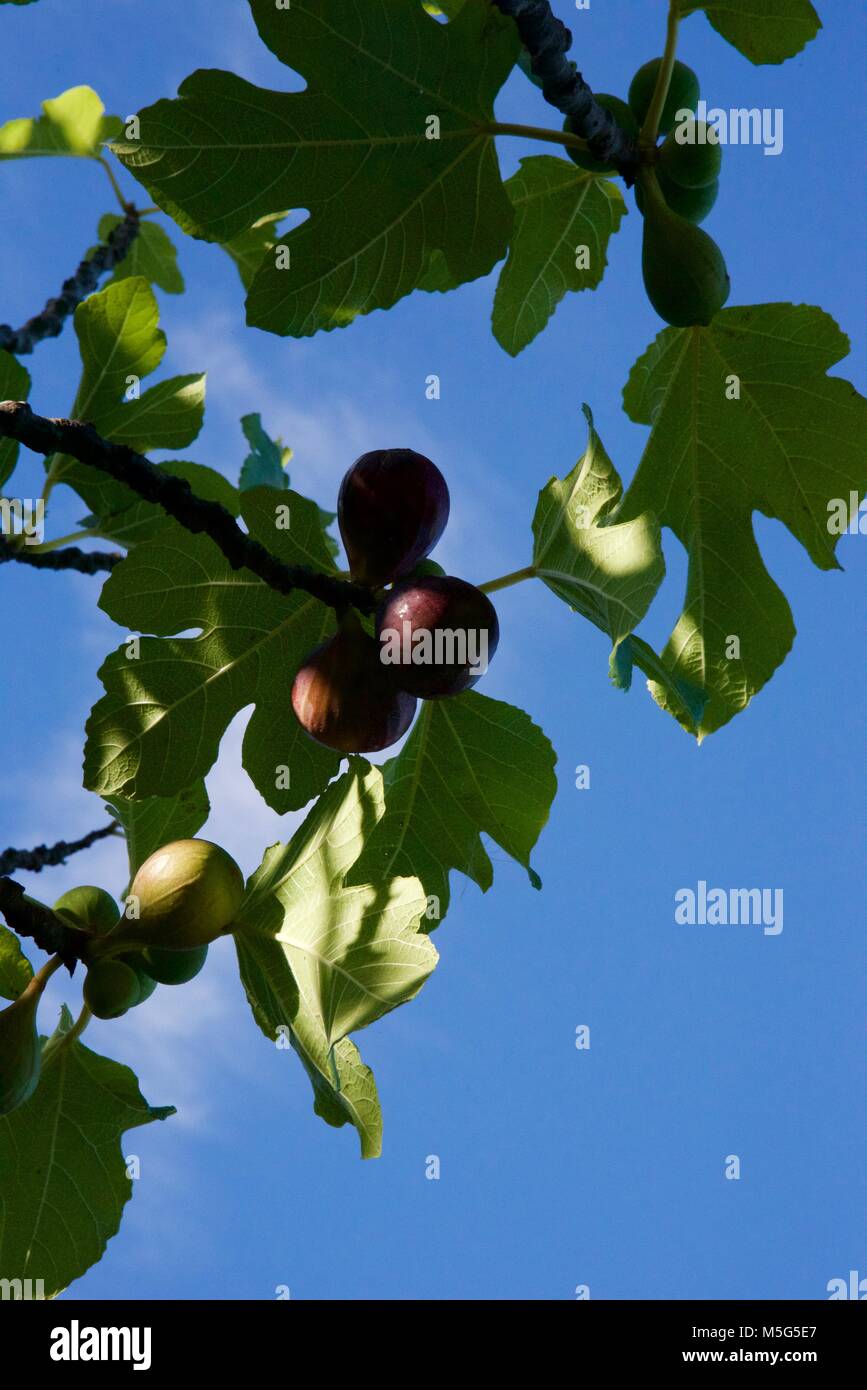 Fig tree shadow hi-res stock photography and images - Alamy