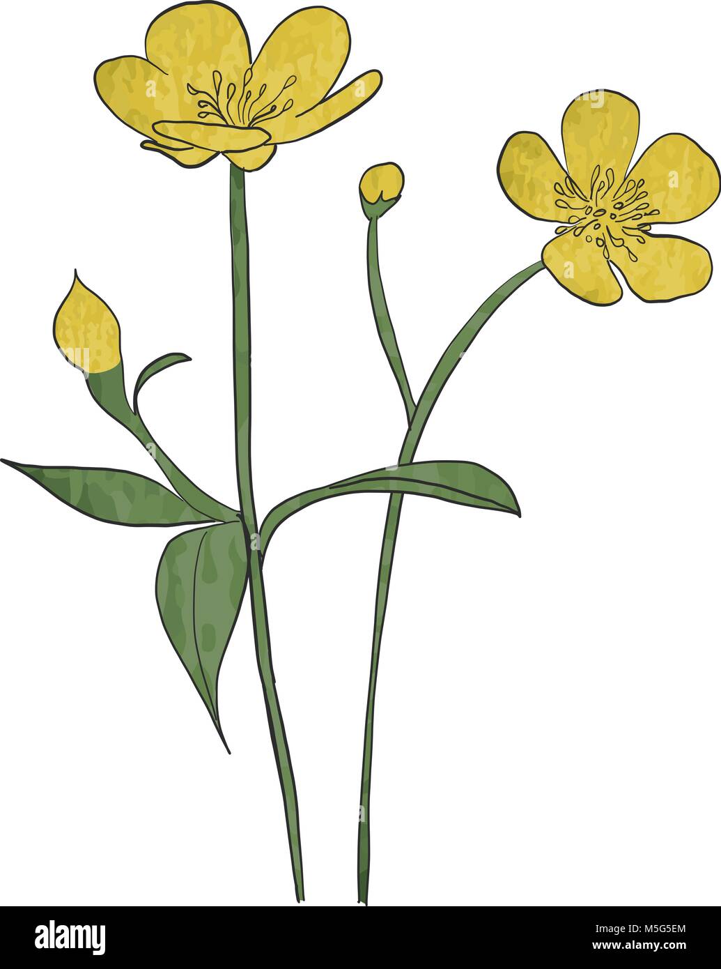 Hand drawn buttercup flower, vector Stock Vector Image & Art - Alamy