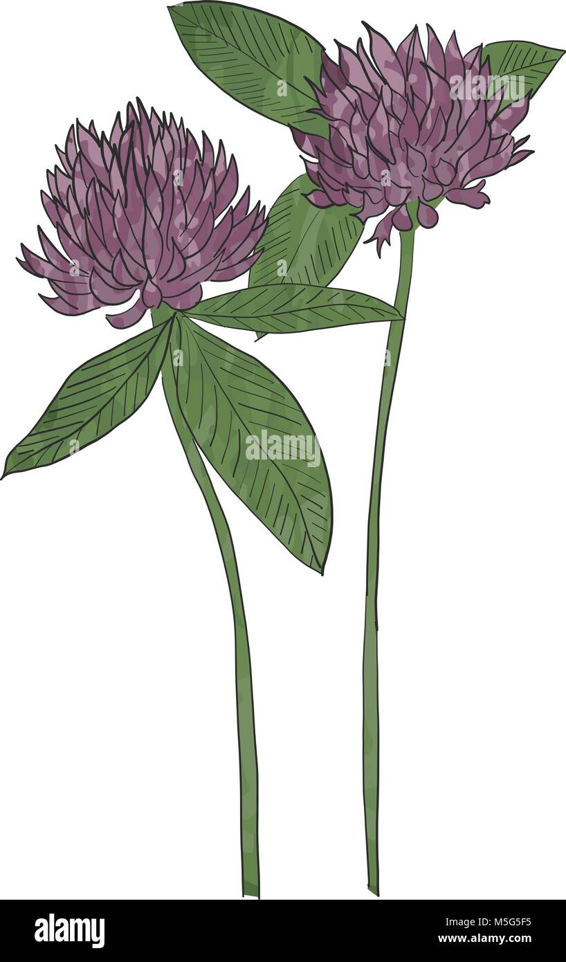 Hand drawn clover flower, vector Stock Vector Image & Art - Alamy