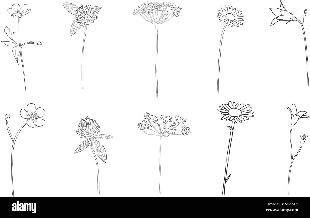 Hand drawn wild flowers in summer, vector Stock Vector Image & Art - Alamy