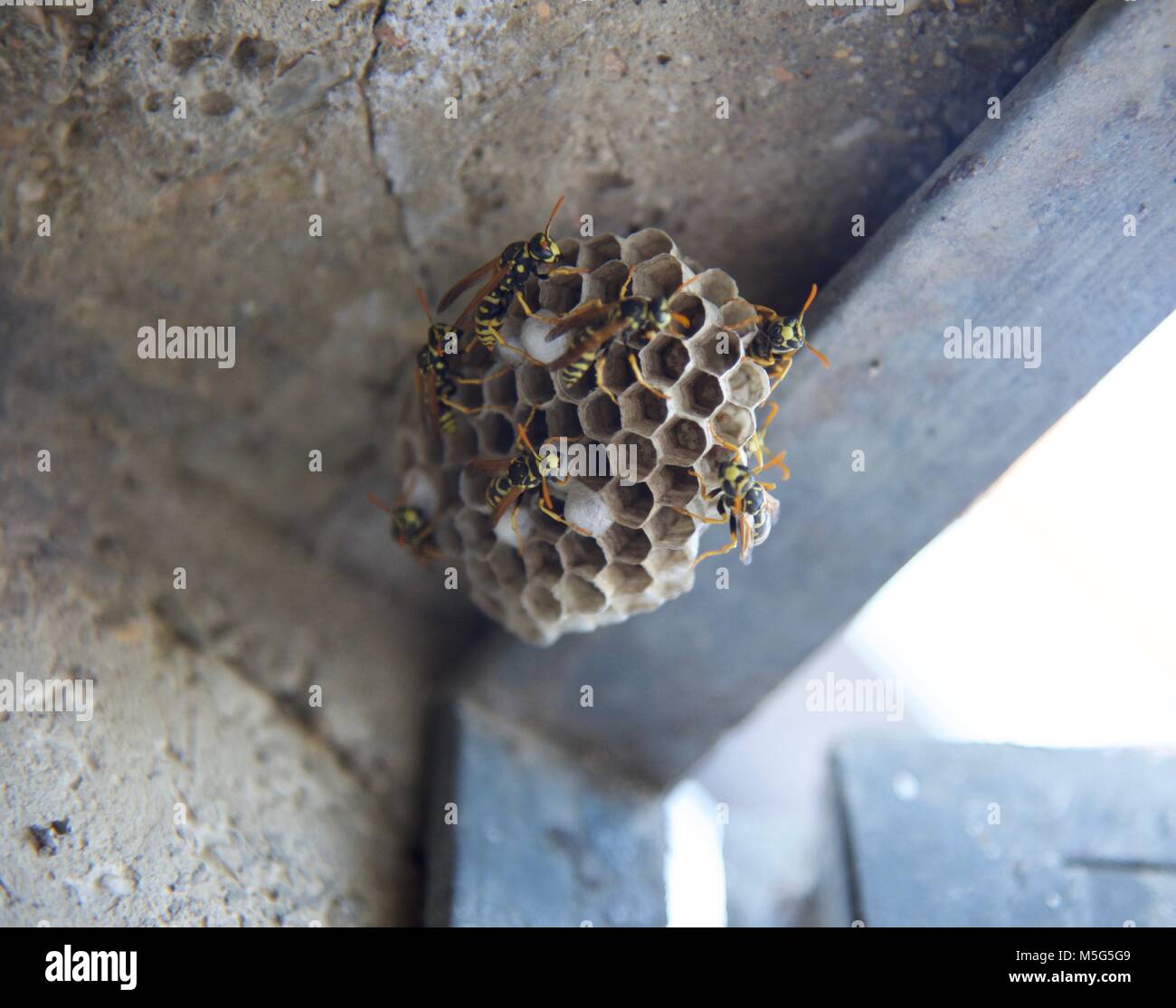 Wasp nest in the corner of an external room Stock Photo - Alamy