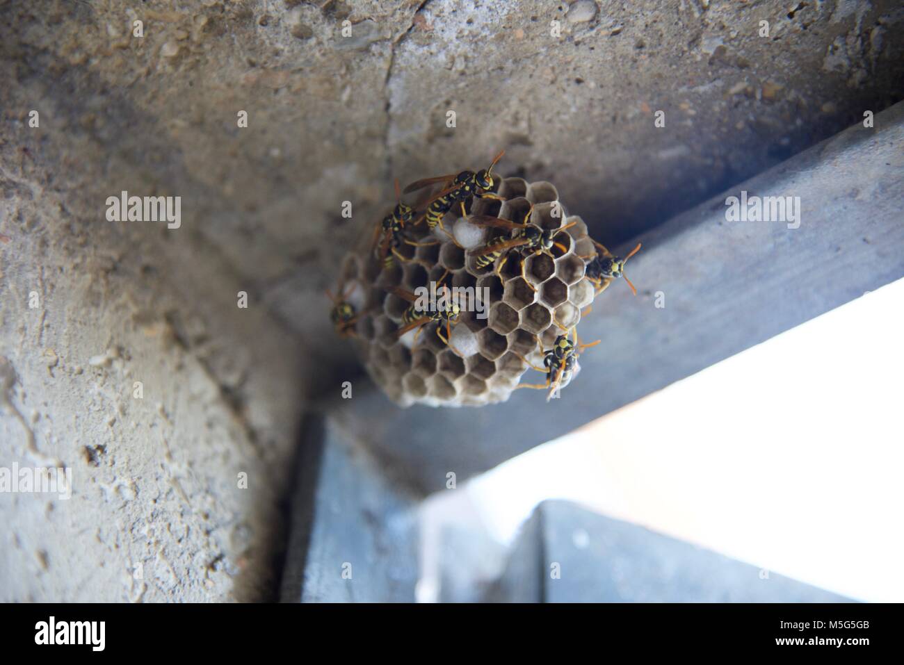 Wasp nest in the corner of an external room Stock Photo - Alamy
