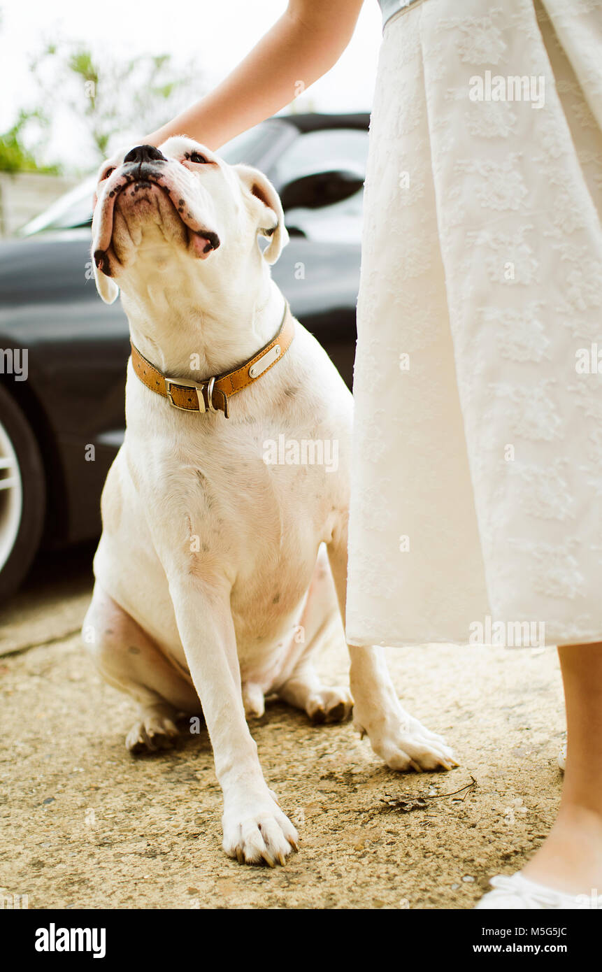 White Boxer dog outside near car Stock Photo - Alamy