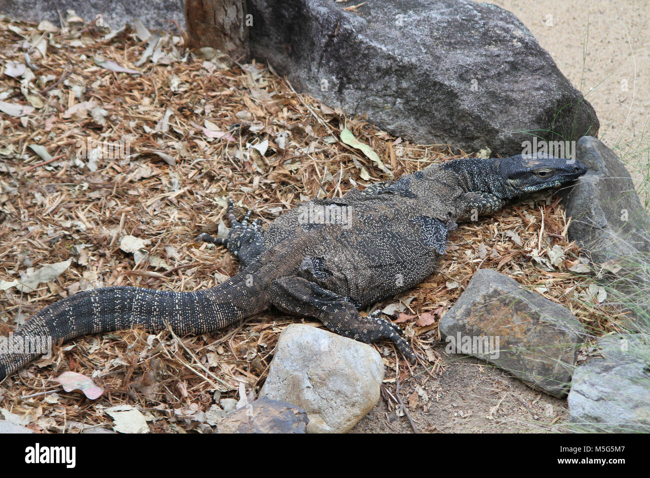 Australian lace monitor hi-res stock photography and images - Alamy