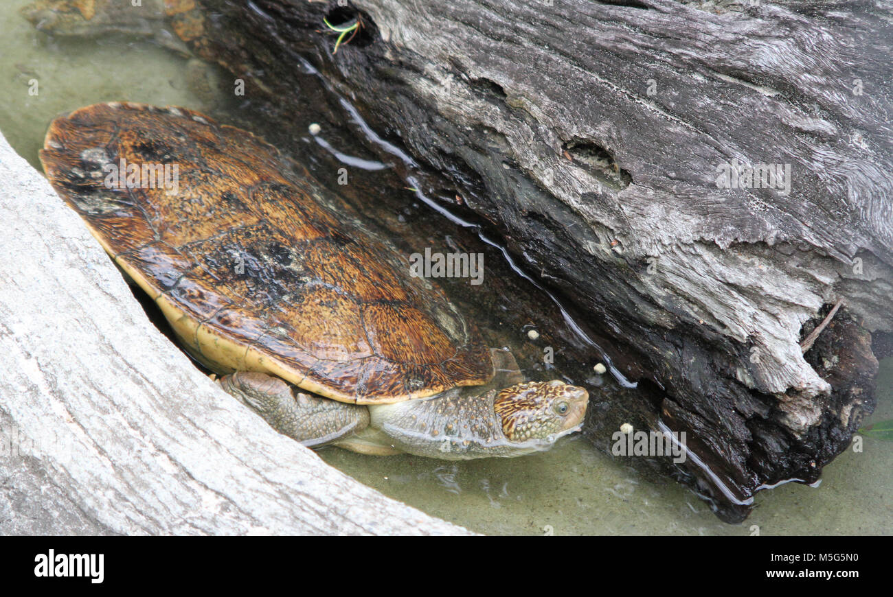 River turtle hi-res stock photography and images - Alamy