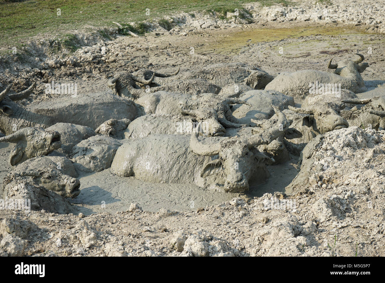 Buffalo wallow hi-res stock photography and images - Alamy
