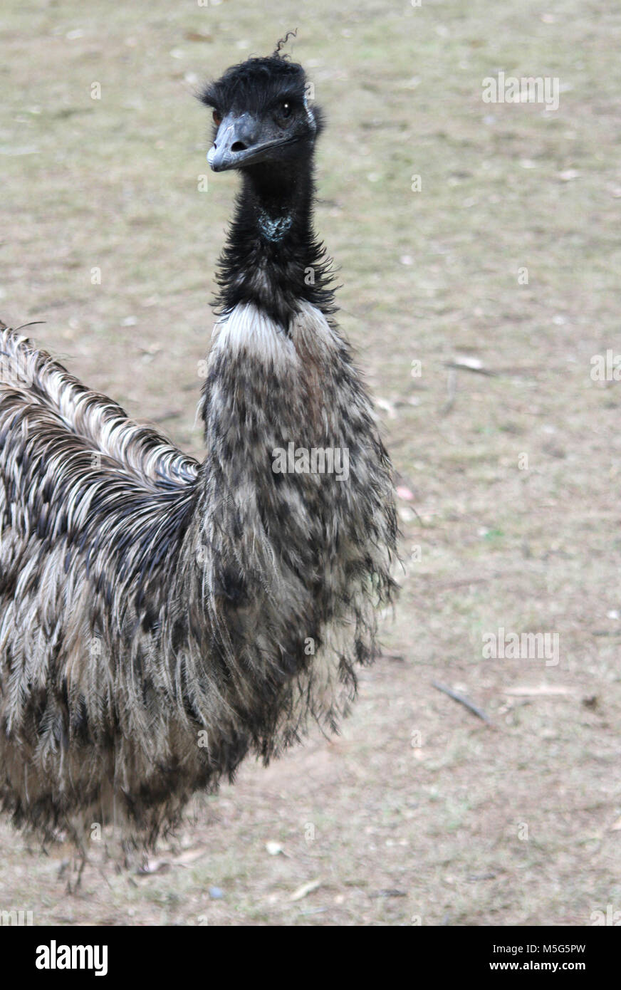 Lone pine koala sanctuary hi-res stock photography and images - Alamy