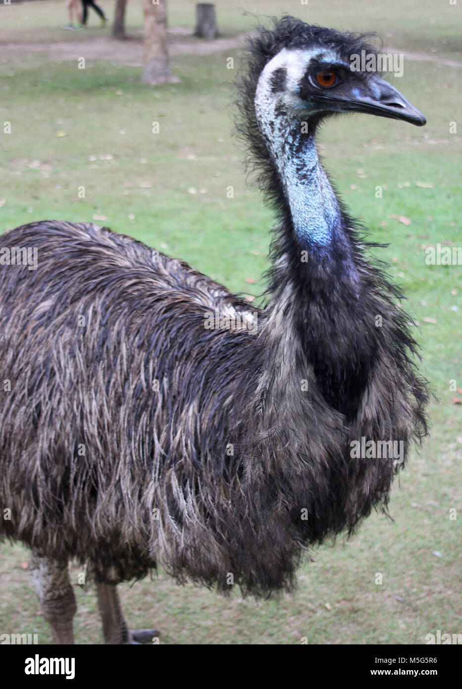 Emu, Dromaius novaehollandiae, Lone Pine Koala Sanctuary, Brisbane ...