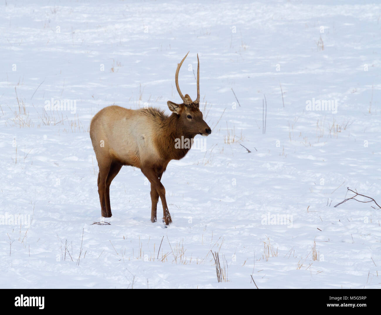 Bull elk fight hi-res stock photography and images - Alamy