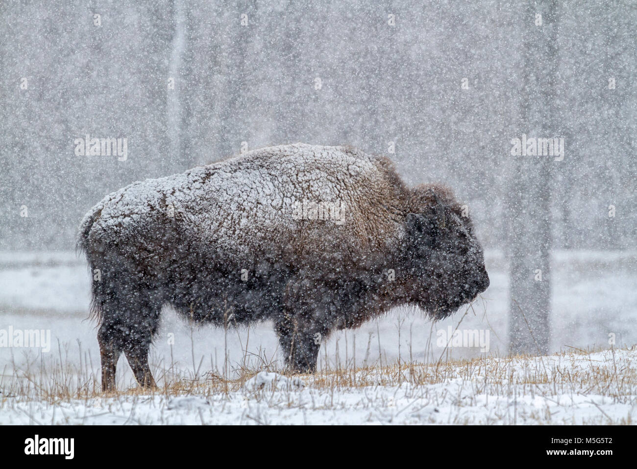 Bull buffalo covered with snow during blizzard Stock Photo - Alamy