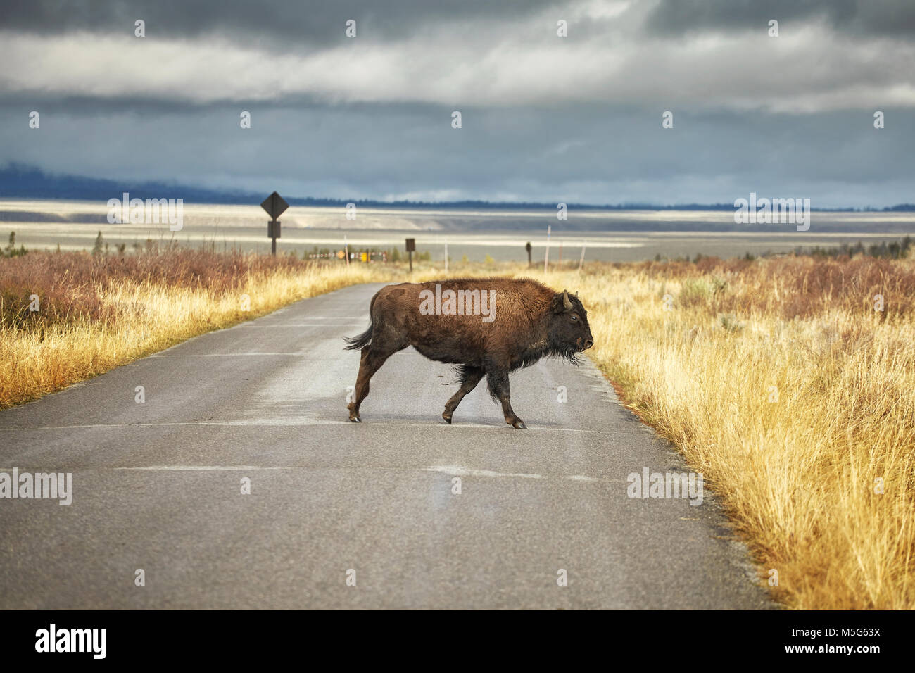 American bison road cross hi-res stock photography and images - Alamy
