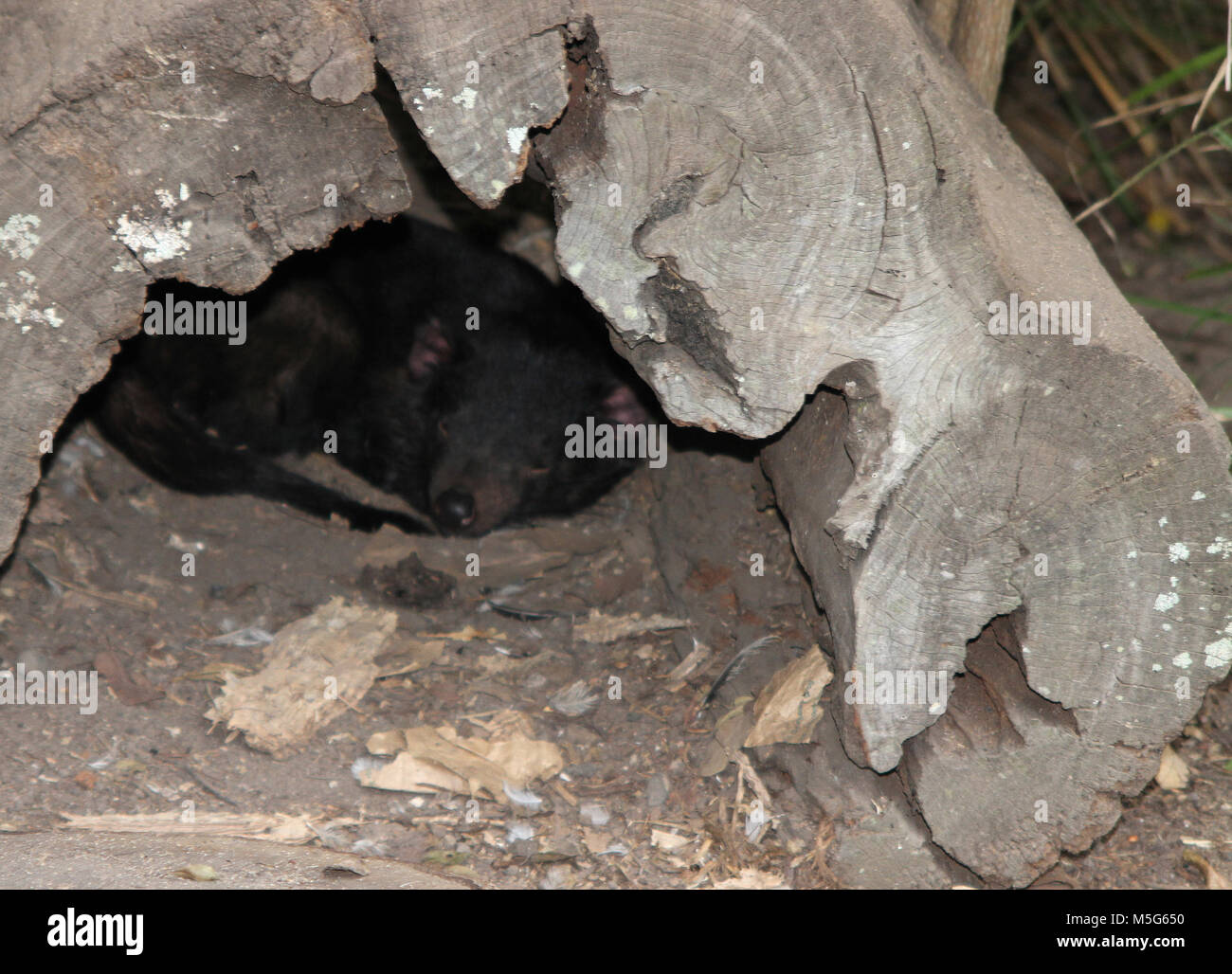 Tasmanian devil, Sarcophilus harrisii, Lone Pine Koala Sanctuary ...