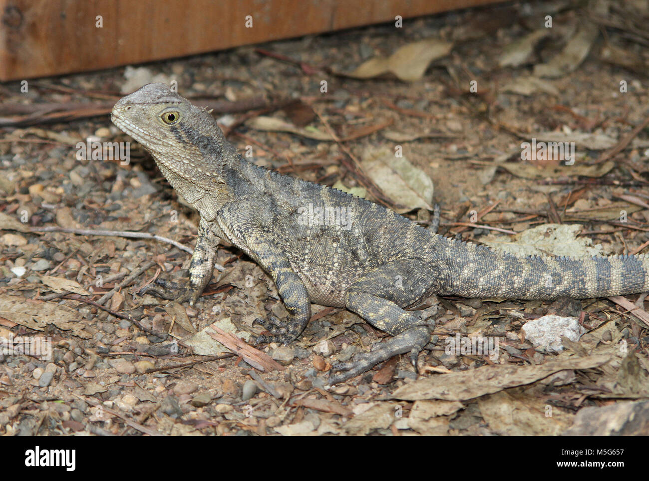 Australian water dragon, Intellagama lesueurii, Lone Pine Koala ...