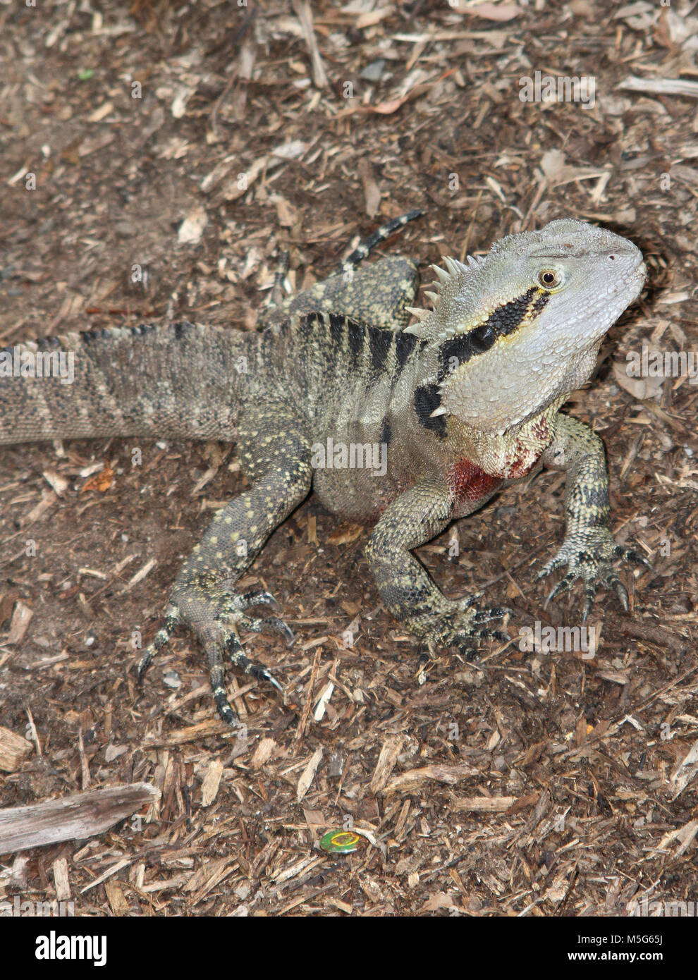 Australian water dragon, Intellagama lesueurii, Lone Pine Koala ...