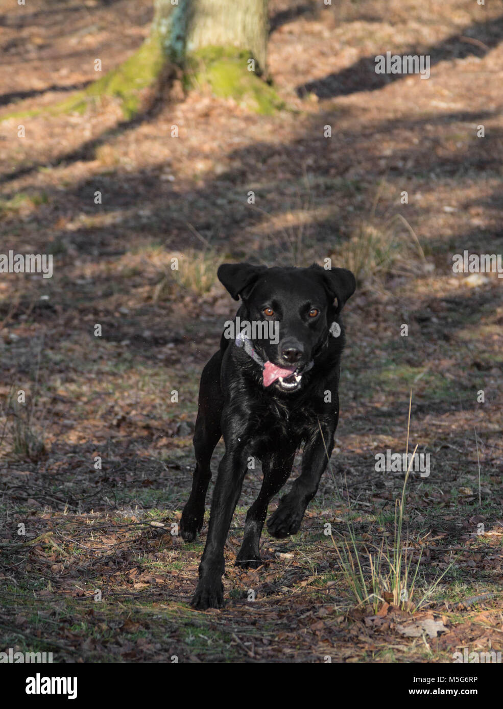 Black Labradors Dogs Stock Photo - Alamy