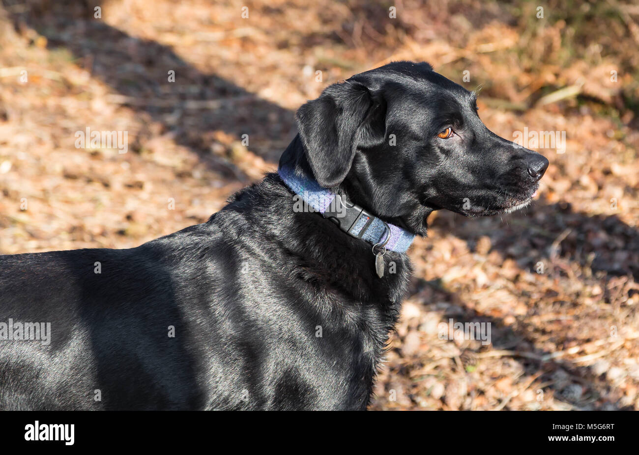 Black Labradors Dogs Stock Photo - Alamy