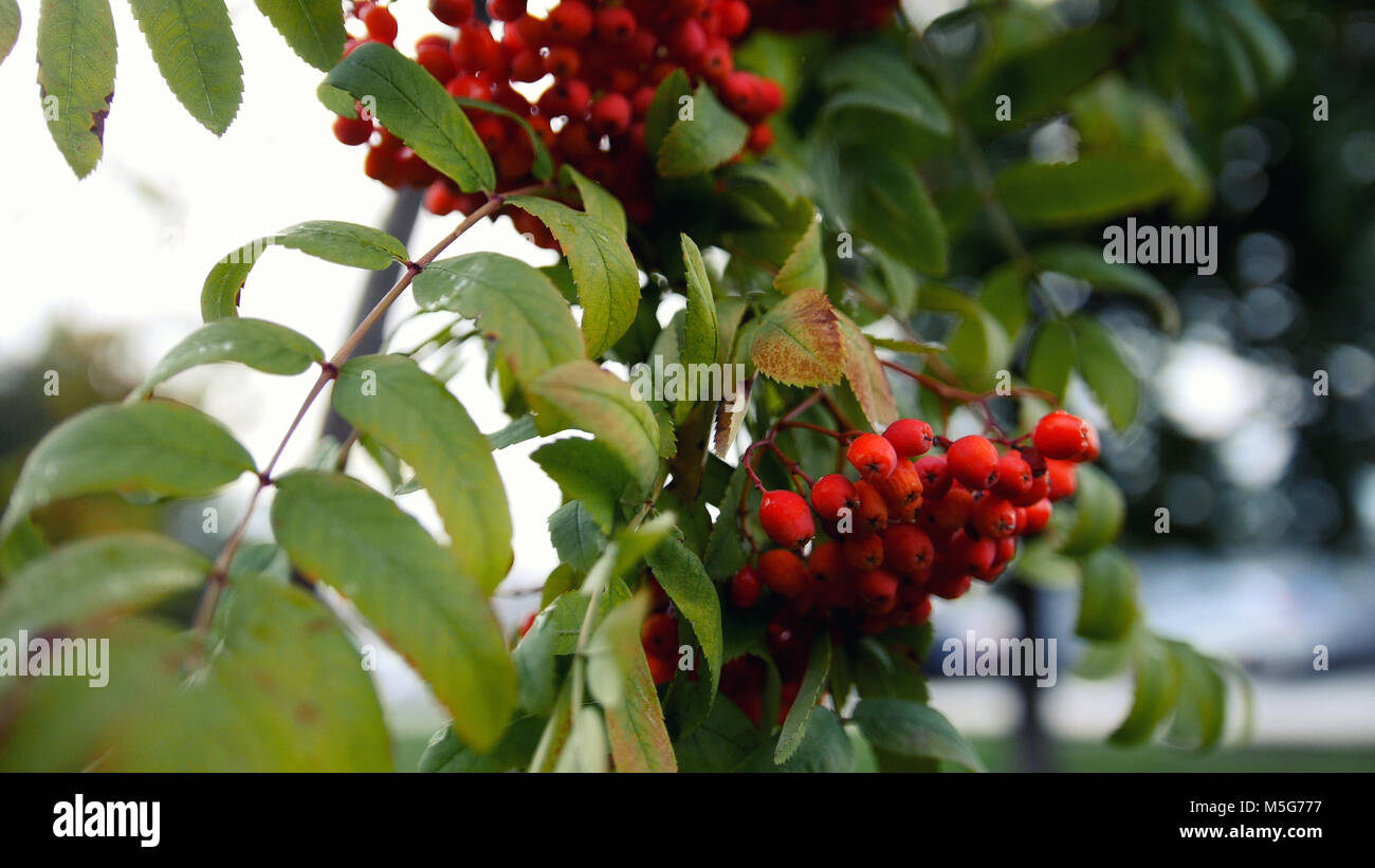 Rowan branch - at autumn russia, red berries and green leaves Stock ...