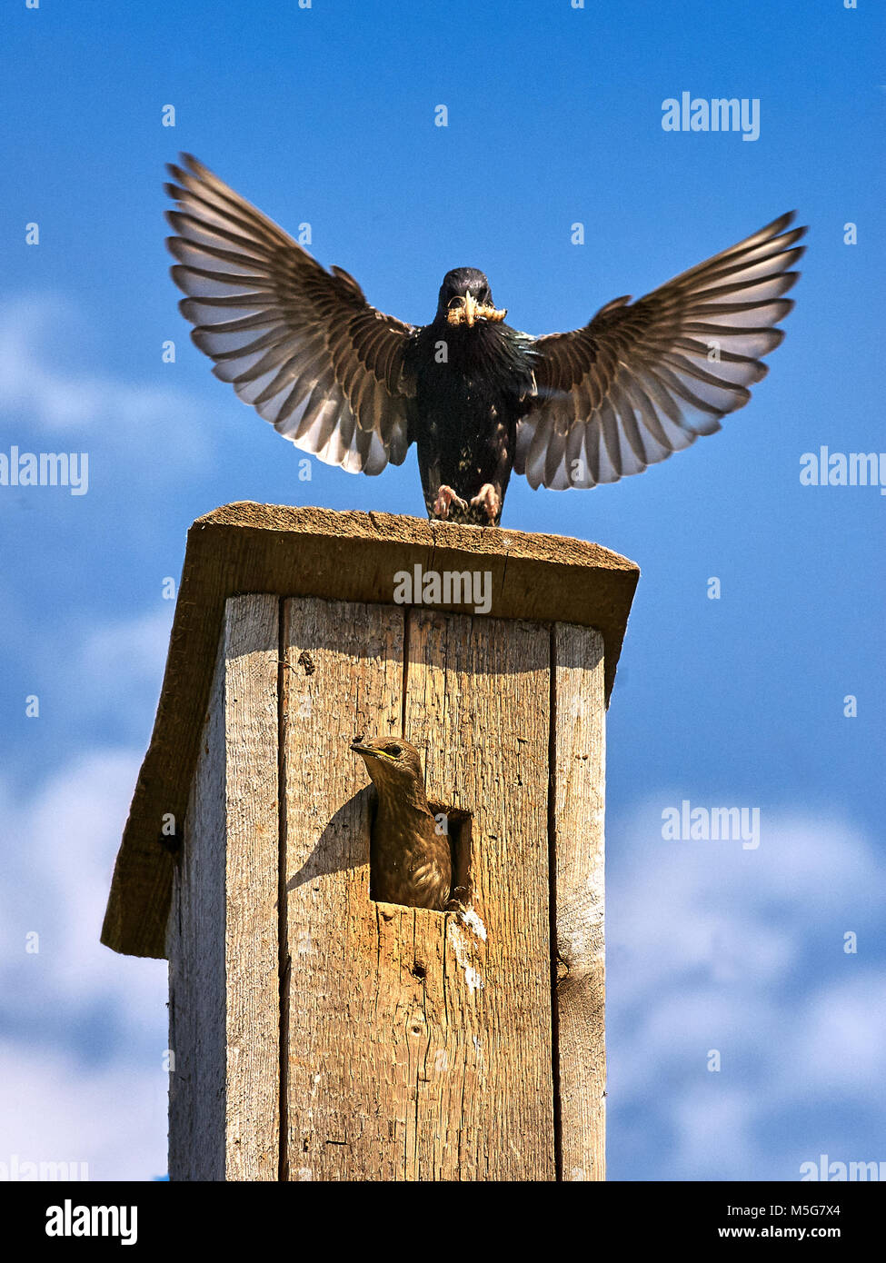 Starlings nest box hi-res stock photography and images - Alamy
