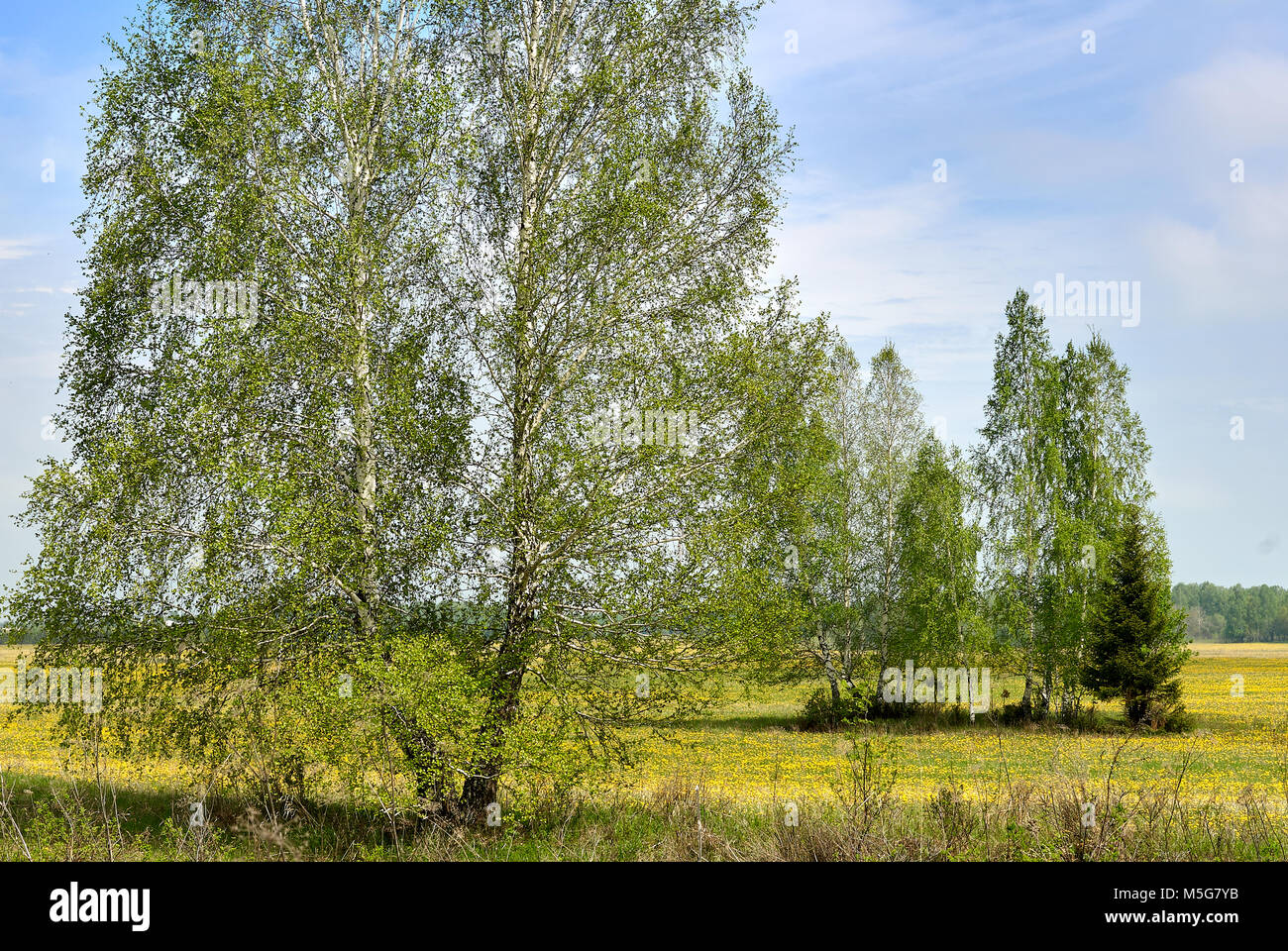 Birch trees in the spring park, Russia, Rerm region Stock Photo - Alamy
