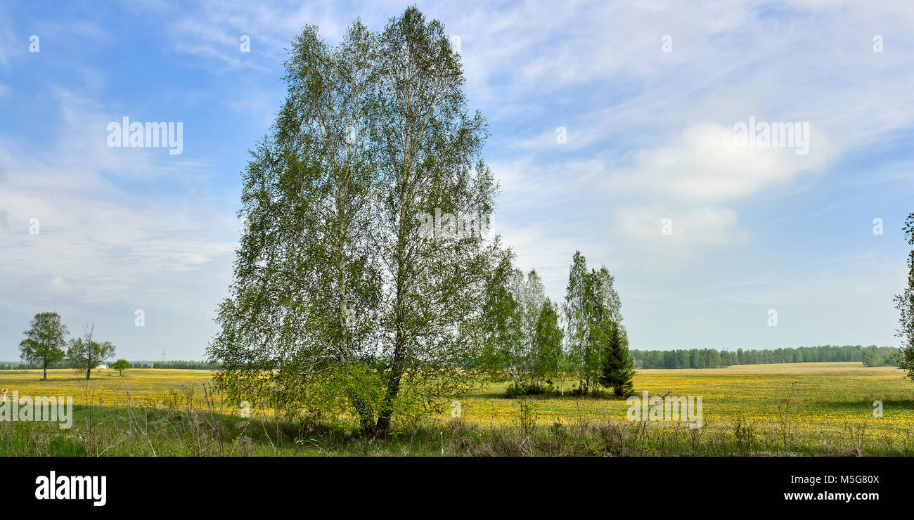 Birch trees in the spring park, Russia, Rerm region Stock Photo - Alamy