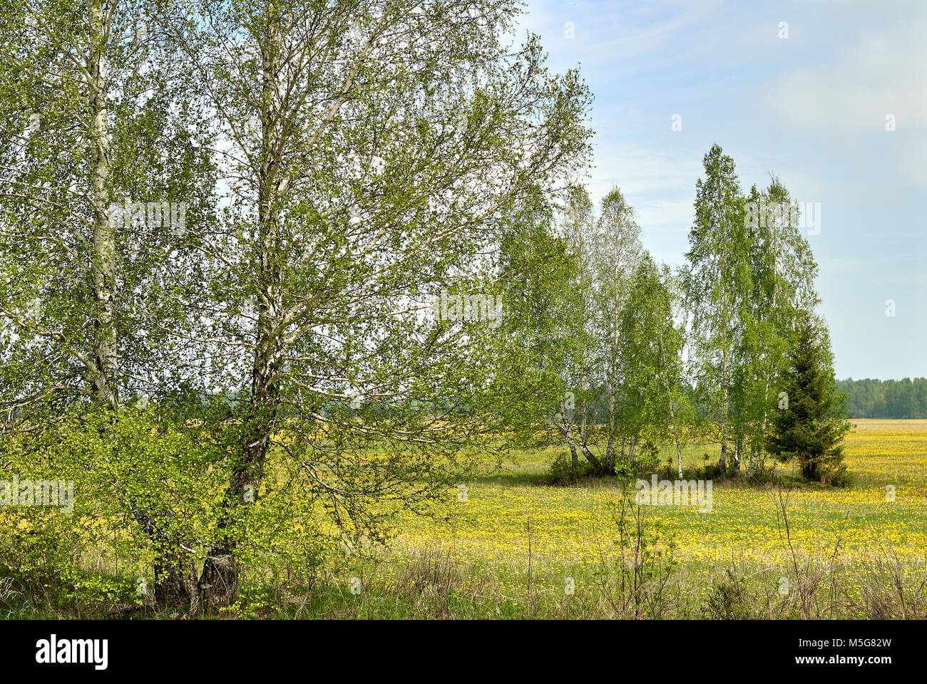 Birch trees in the spring park, Russia, Rerm region Stock Photo - Alamy
