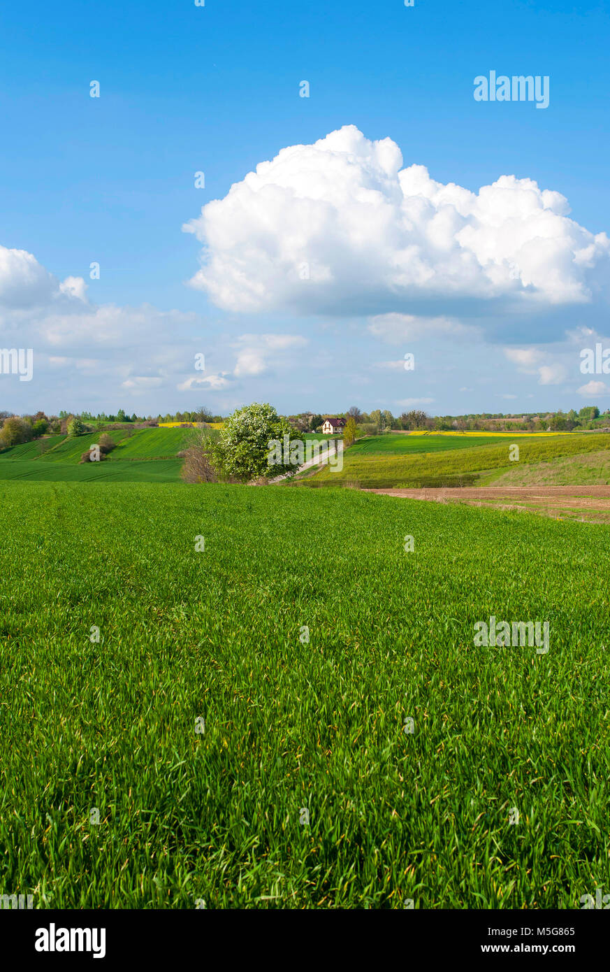 Beautiful landscape with plowed fields and rural road. Agriculture of ...