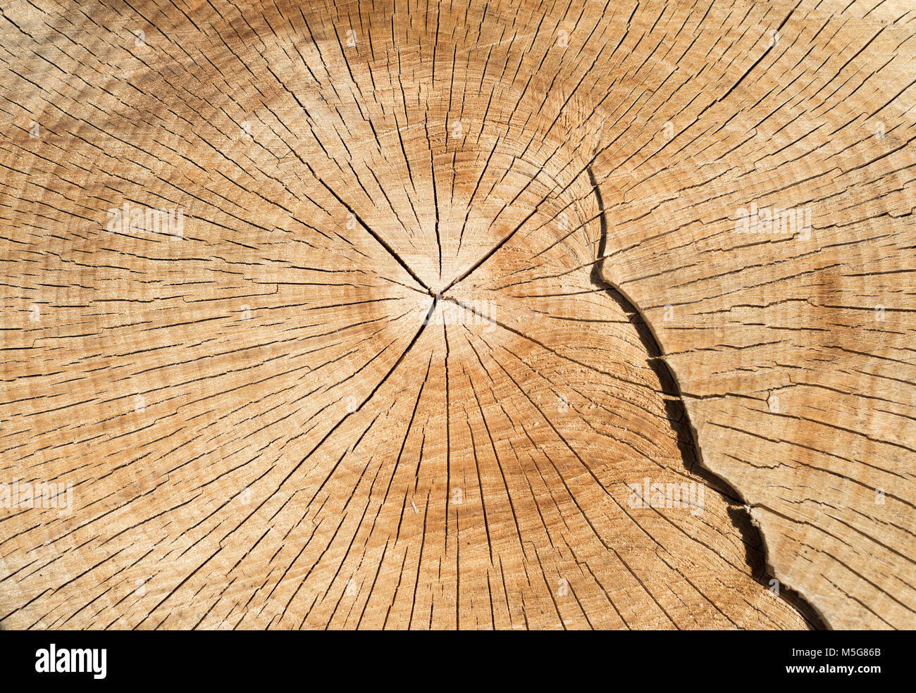 Cutted tree hi-res stock photography and images - Alamy