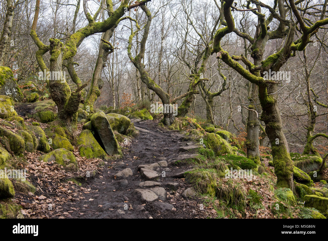Ancient Woodland at Padley Gorge in the Peak District, Derbyshire Stock ...