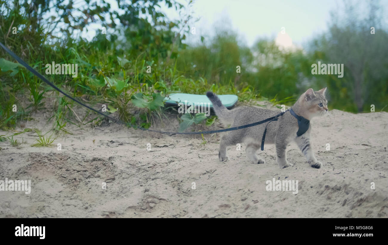 British Shorthair Tabby cat in collar walking on sand outdoor Stock ...