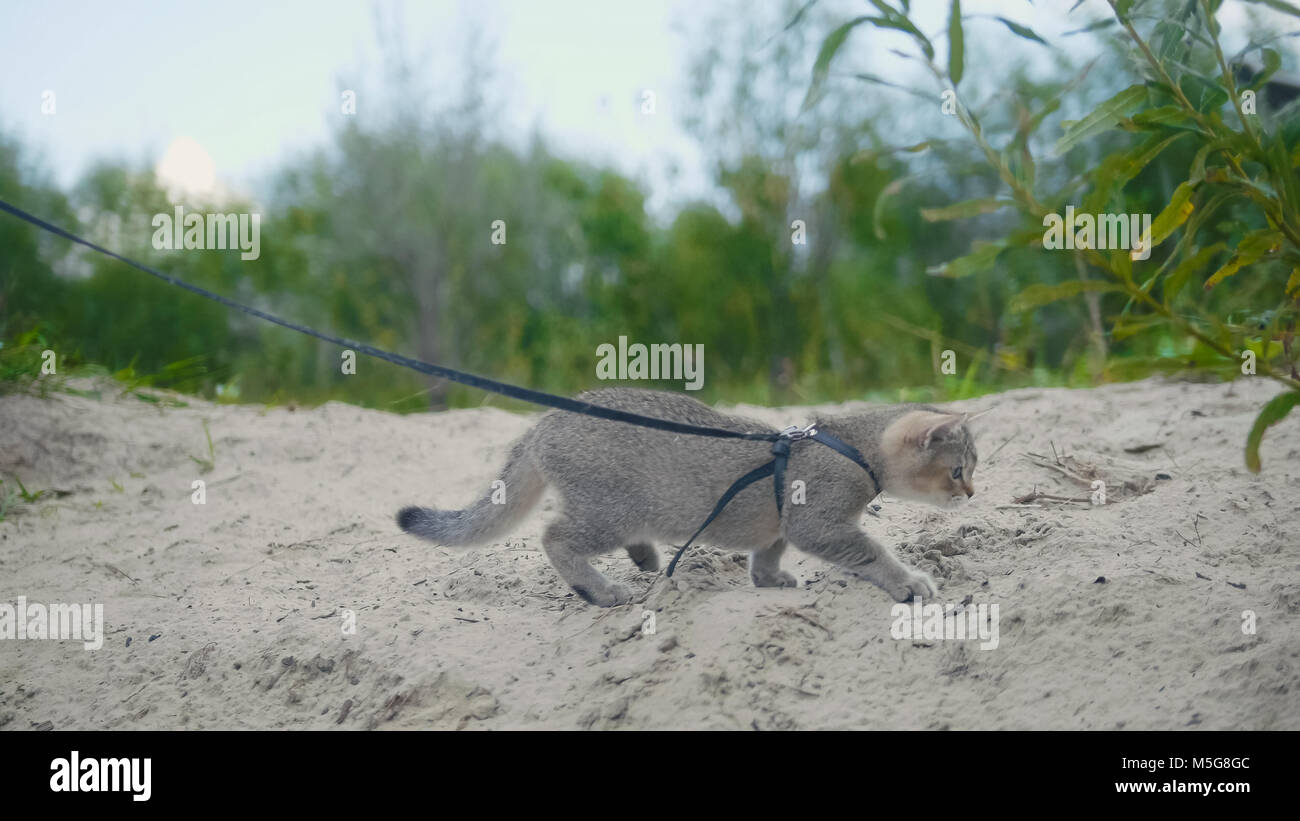 British Shorthair Tabby cat in collar walking on sand Stock Photo - Alamy