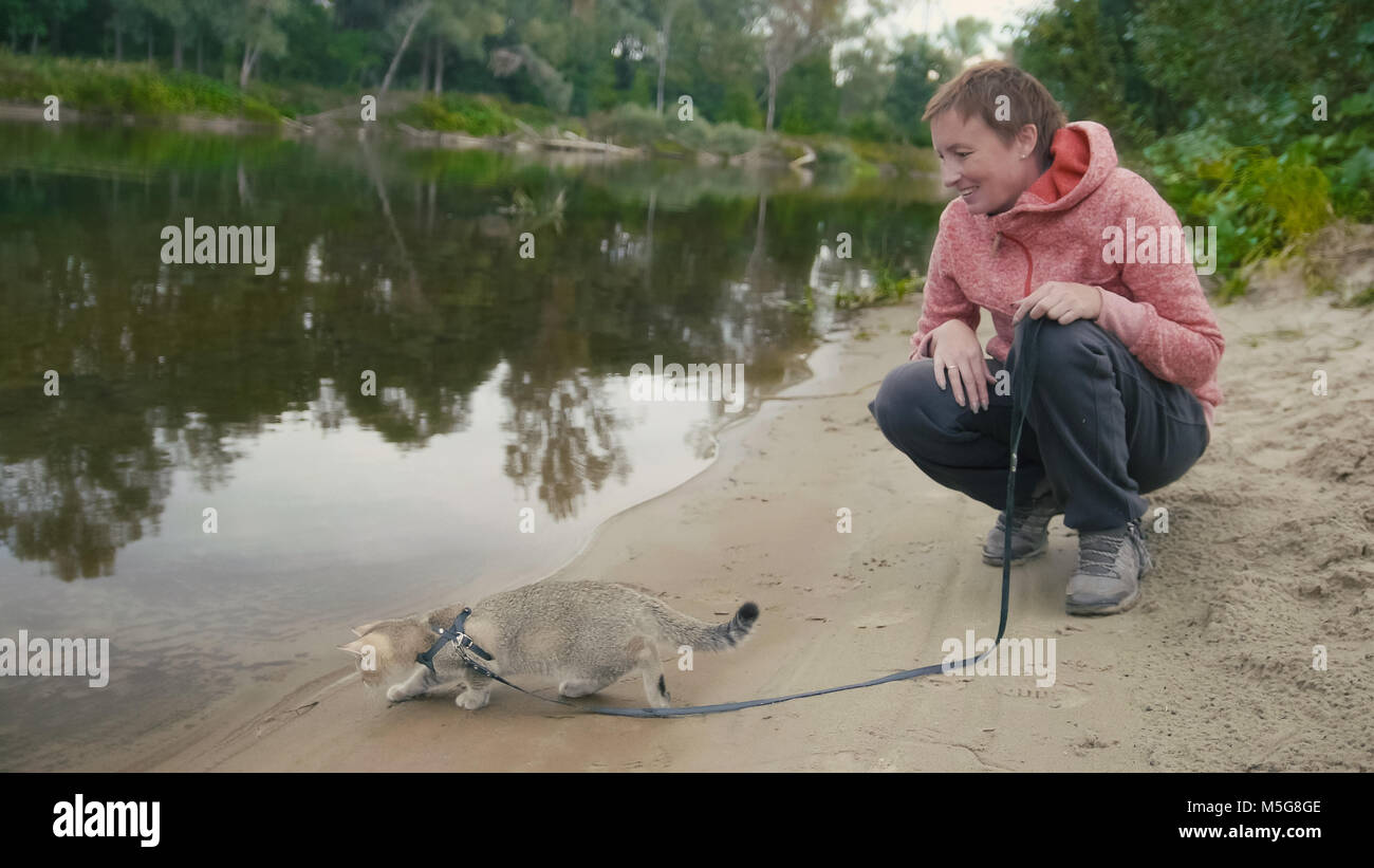 British Shorthair Tabby cat in collar walking on sand outdoor - plays ...