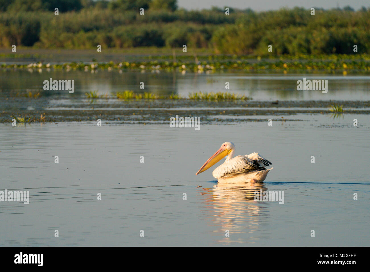 Silhouette pelican pelecanus onocrotalus hi-res stock photography and ...