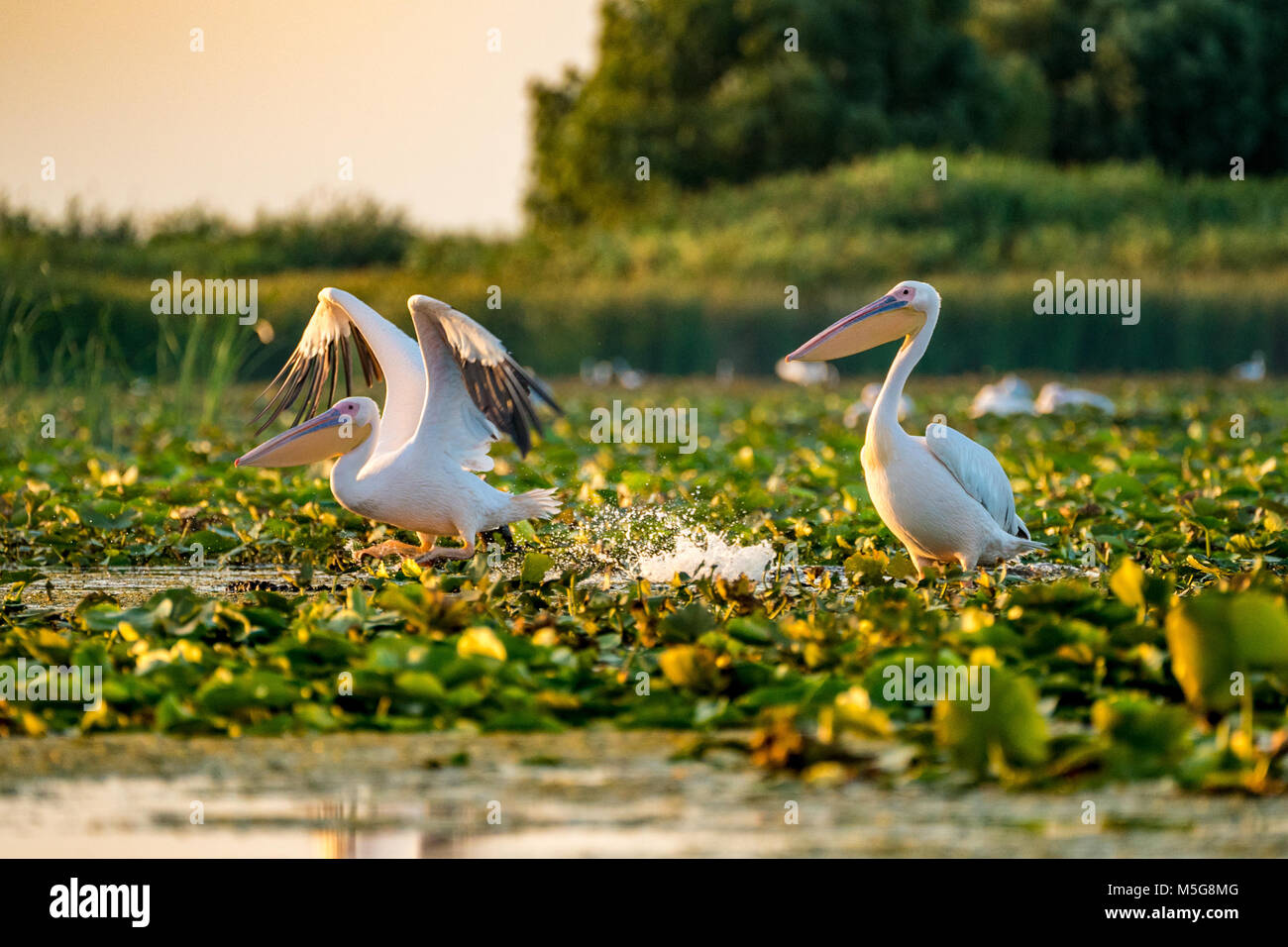 Wild Pelican colony in Danube Delta at sunset Stock Photo - Alamy