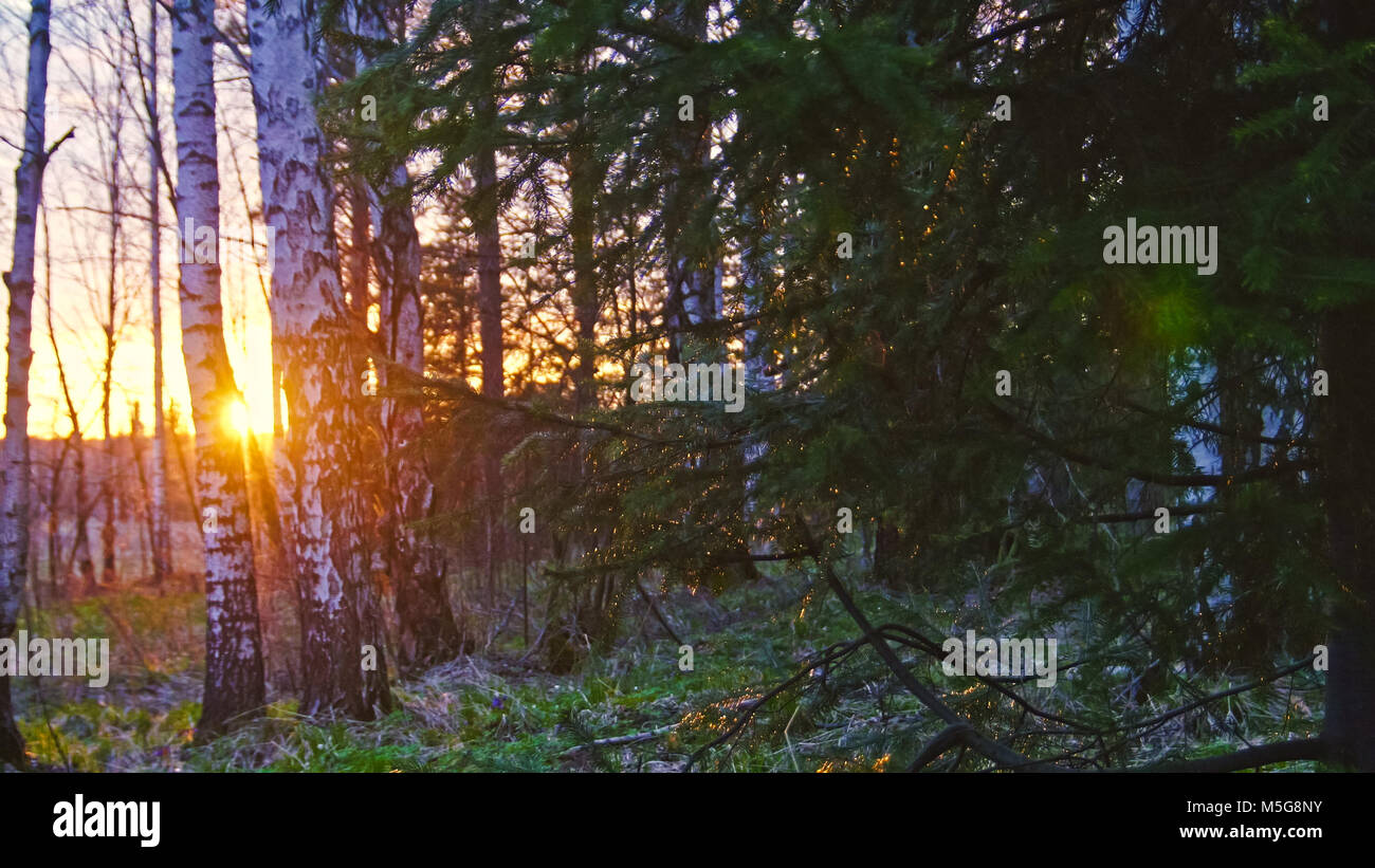 Sun breaking through trees Stock Photo - Alamy