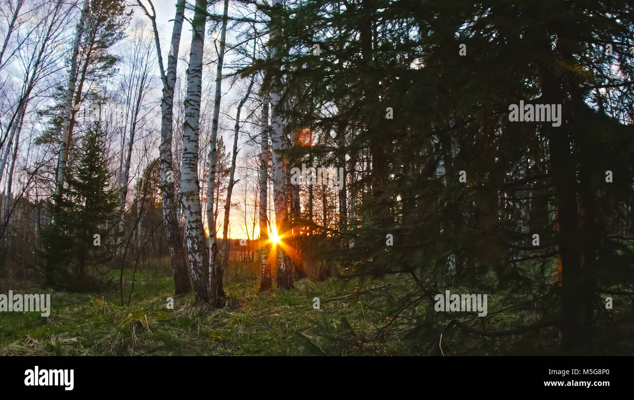 Sun breaking through trees Stock Photo - Alamy