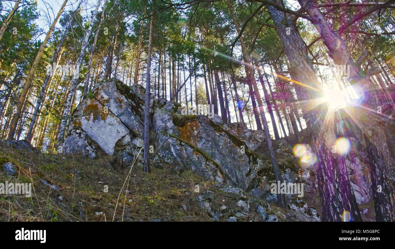 Siberian pine ural hi-res stock photography and images - Alamy