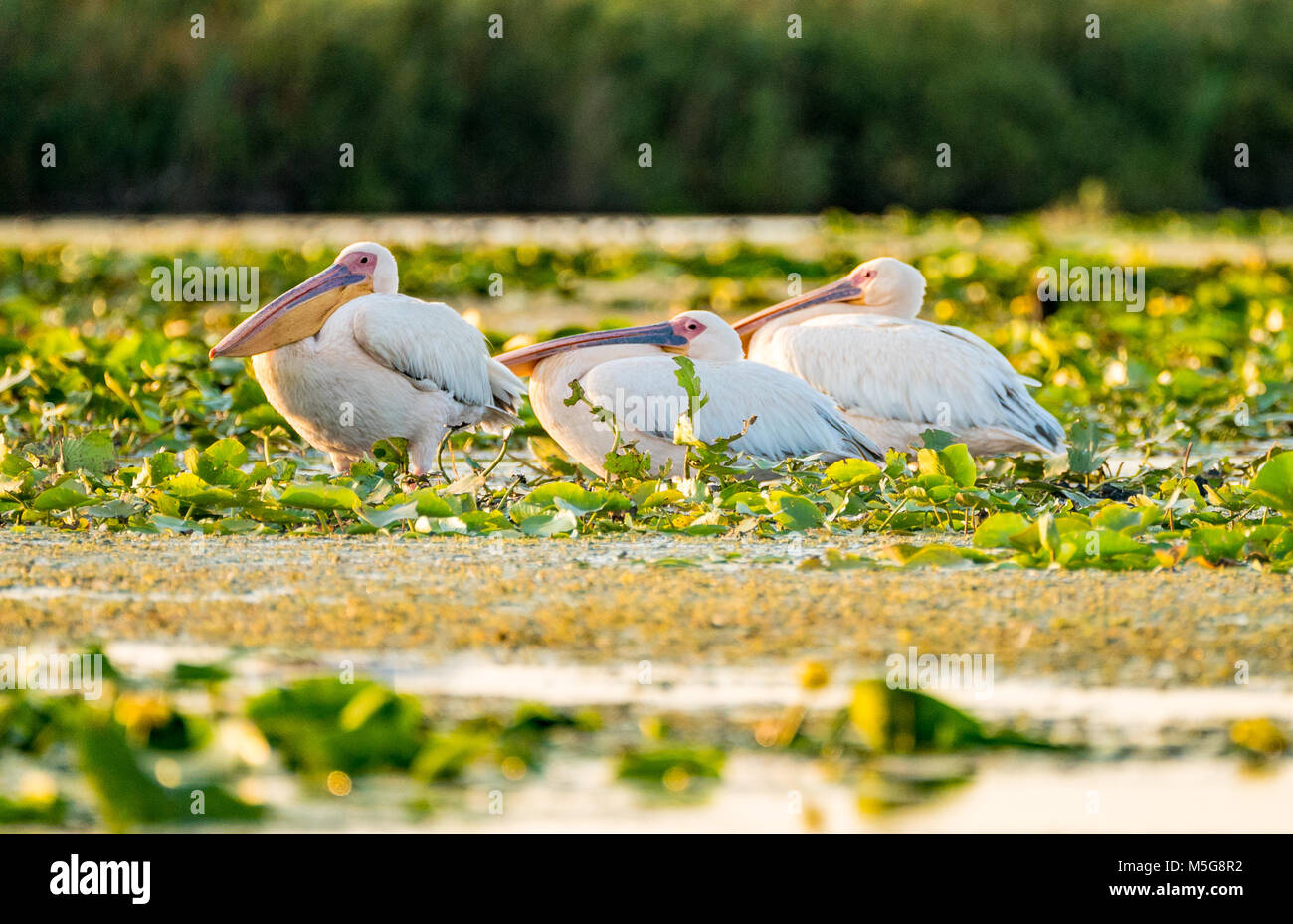 Sleeping pelican hi-res stock photography and images - Alamy
