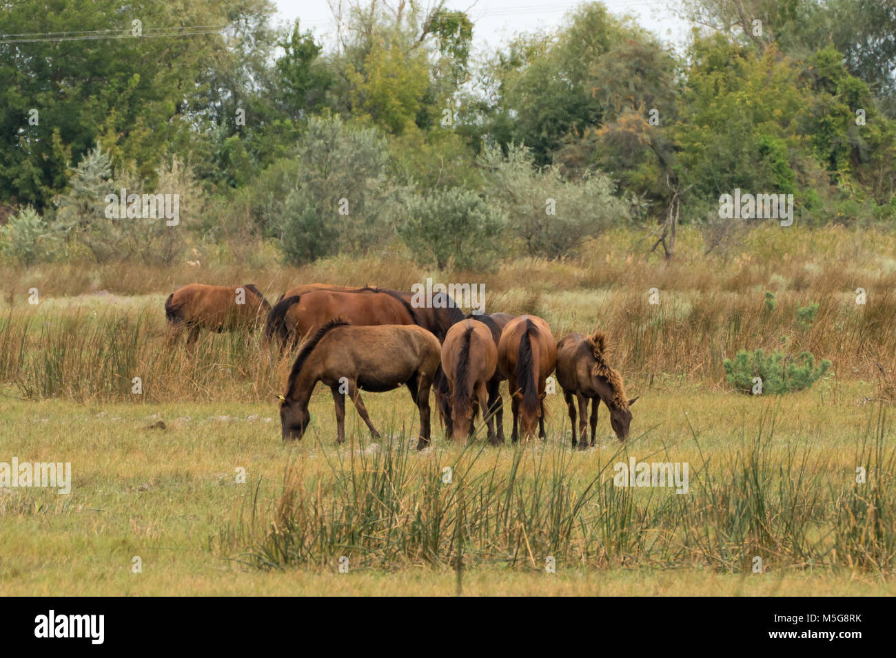 Letea Wild Horses in Danube Delta Romania Stock Photo - Alamy
