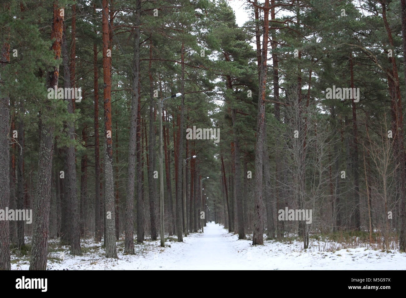 Picture of wild forest in Eastern Europe. Country Estonia Stock Photo ...