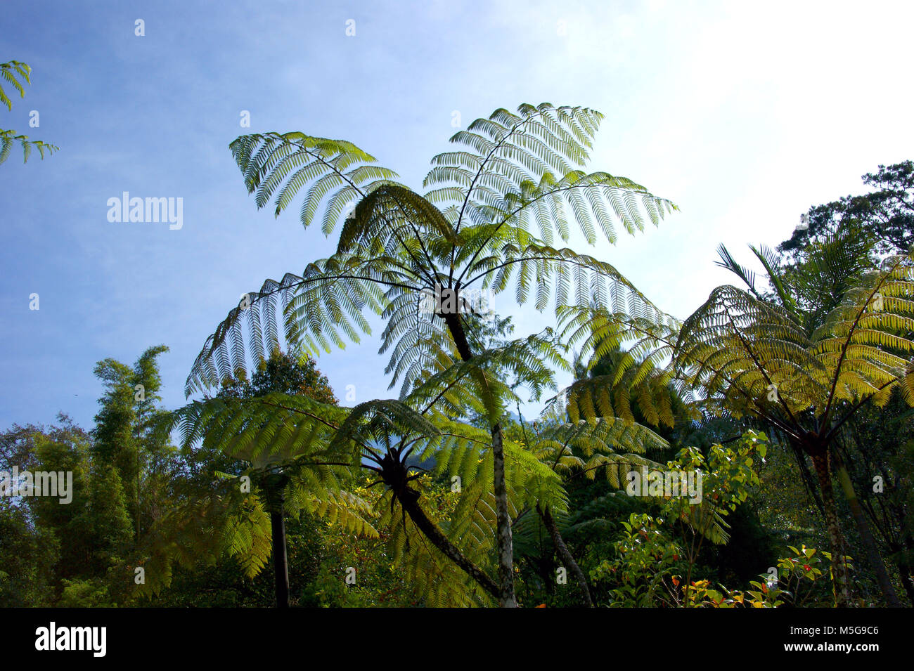 Treefern fern foliage hi-res stock photography and images - Alamy