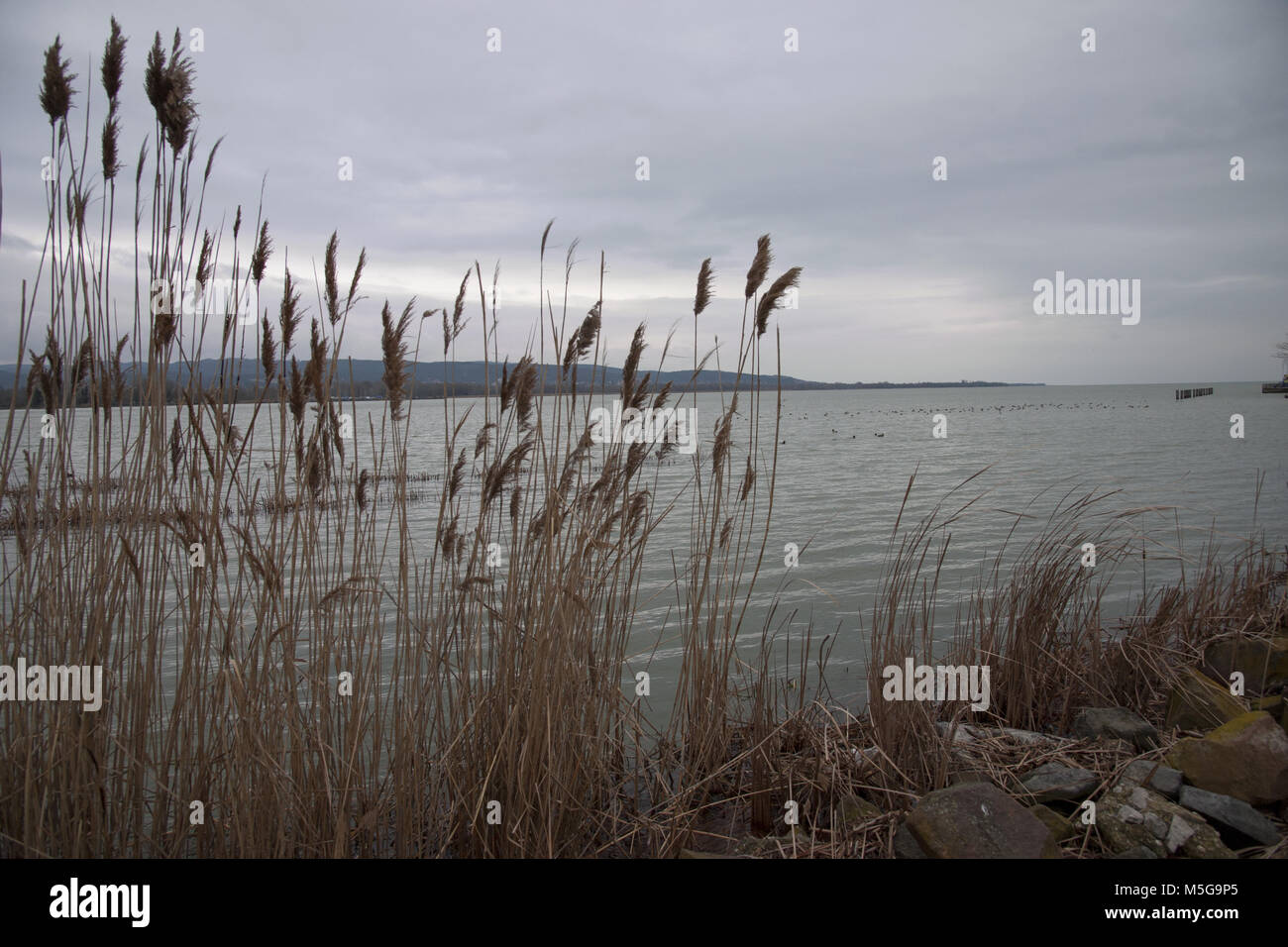 Balaton closeup hi-res stock photography and images - Alamy